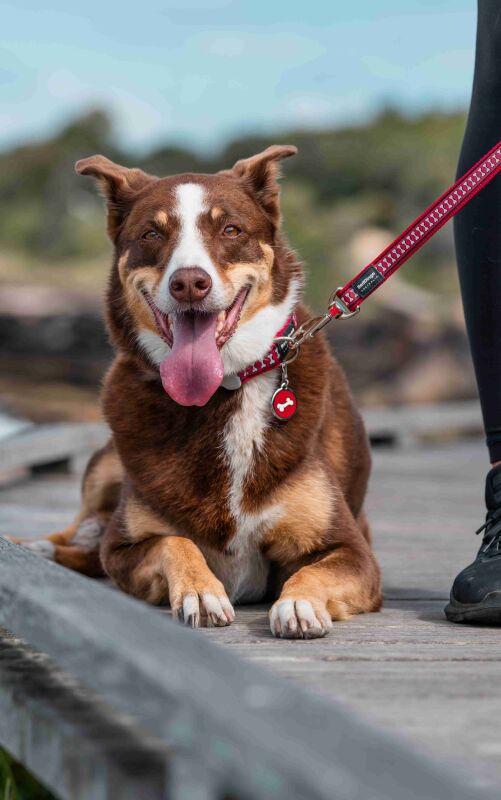 Multipurpose Lead Reflective Bones - cujaba GmbH